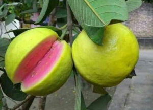 Guayaba rosa – Vivero Coludo